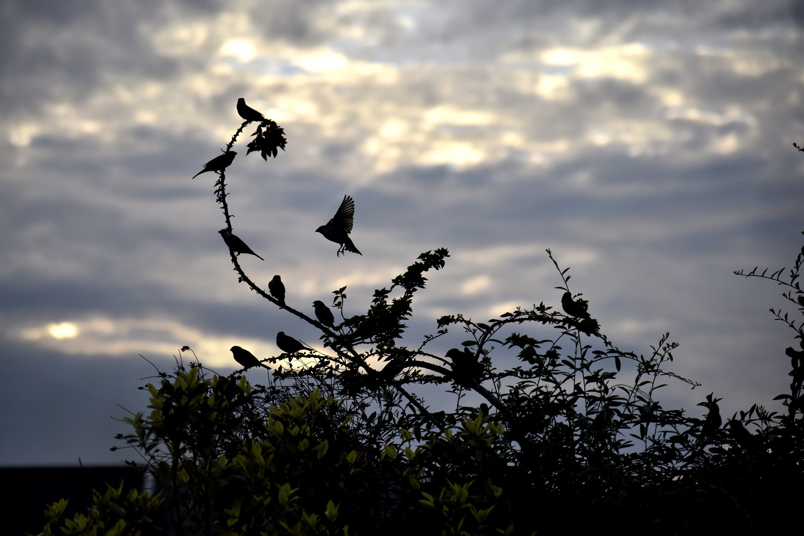 SKS Inn | Largest 4-Star Resort in North Bengal || PHOTOS