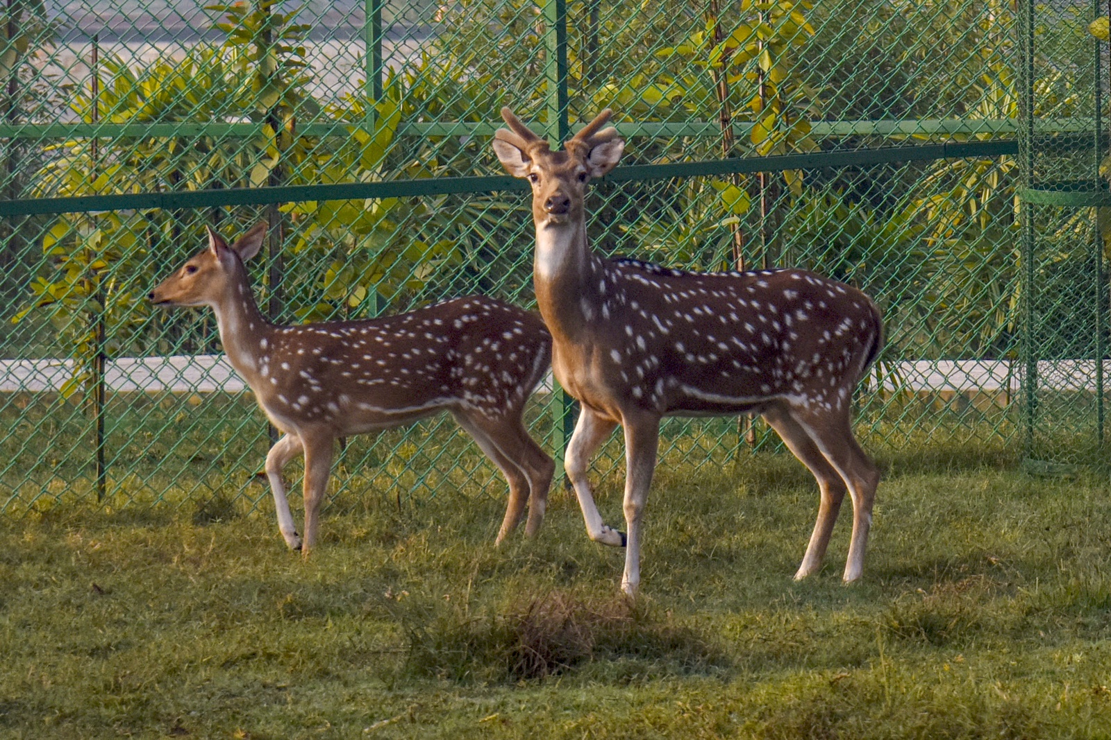SKS Inn | Largest 4-Star Resort in North Bengal || PHOTOS